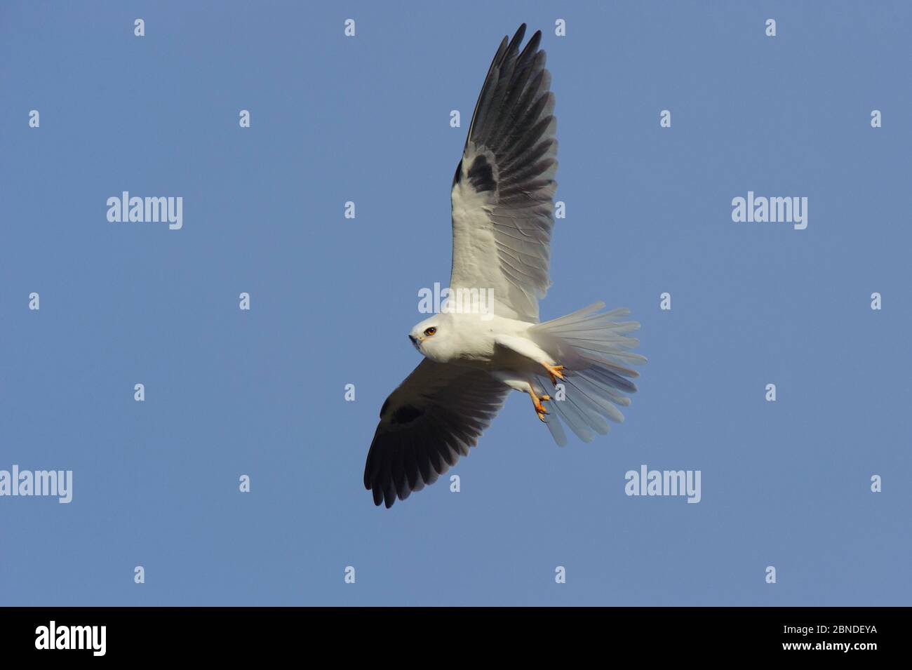 White-tailed kite (Elanus leucurus) in flight. Los Padres National ...