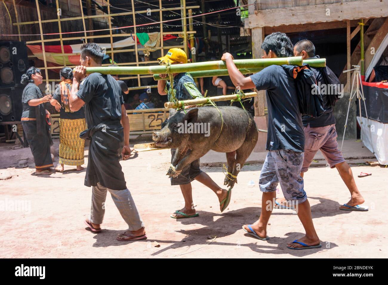 Men carry a pig hi-res stock photography and images - Alamy
