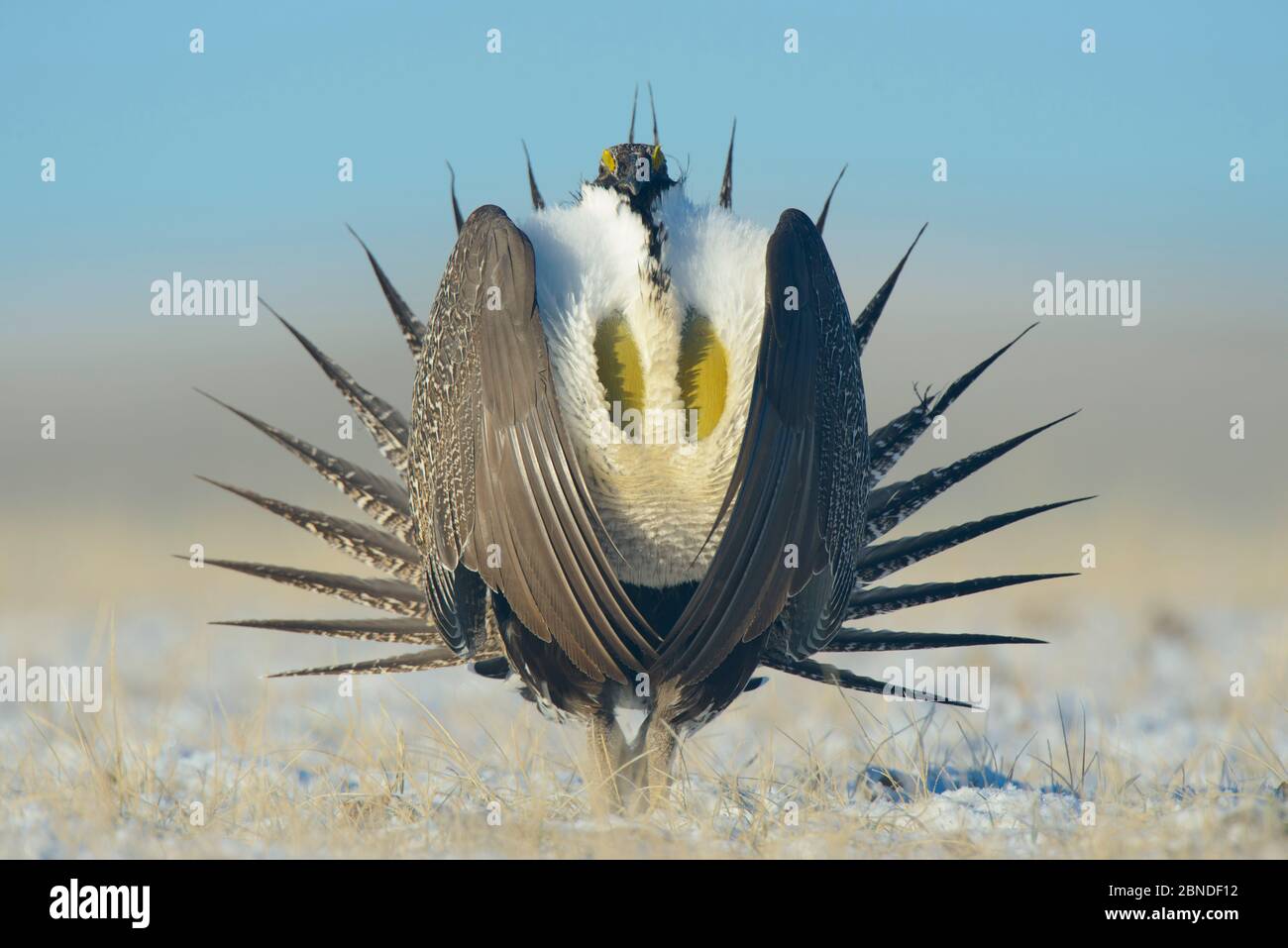 Sage Hen High Resolution Stock Photography and Images - Alamy