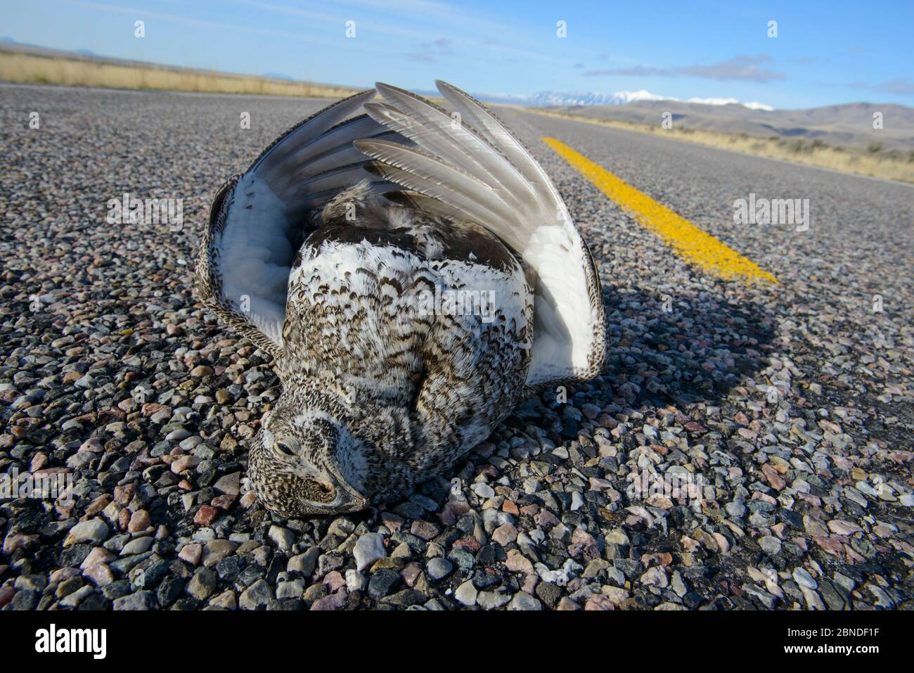 Sage hen hi-res stock photography and images - Alamy