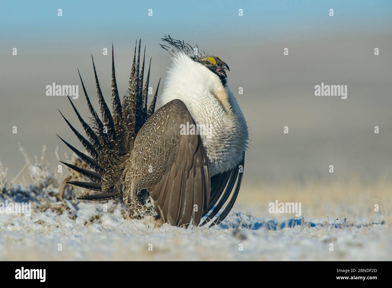 Greater sage-grouse (Centrocercus urophasianus) male displaying on a ...