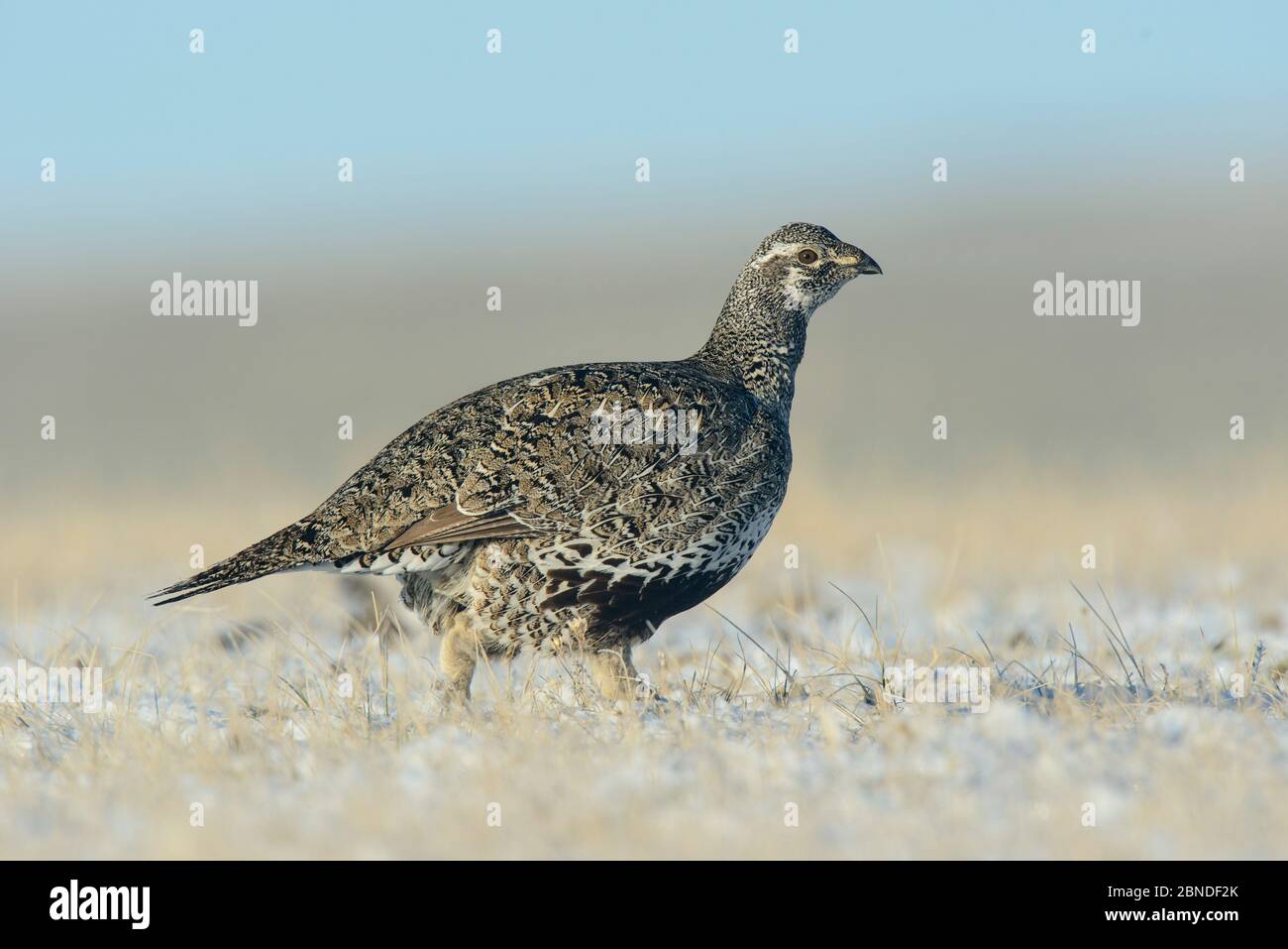 Sage hen hi-res stock photography and images - Alamy