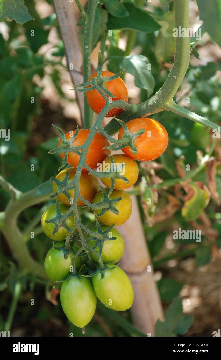 Italy tomato fields hi-res stock photography and images - Alamy
