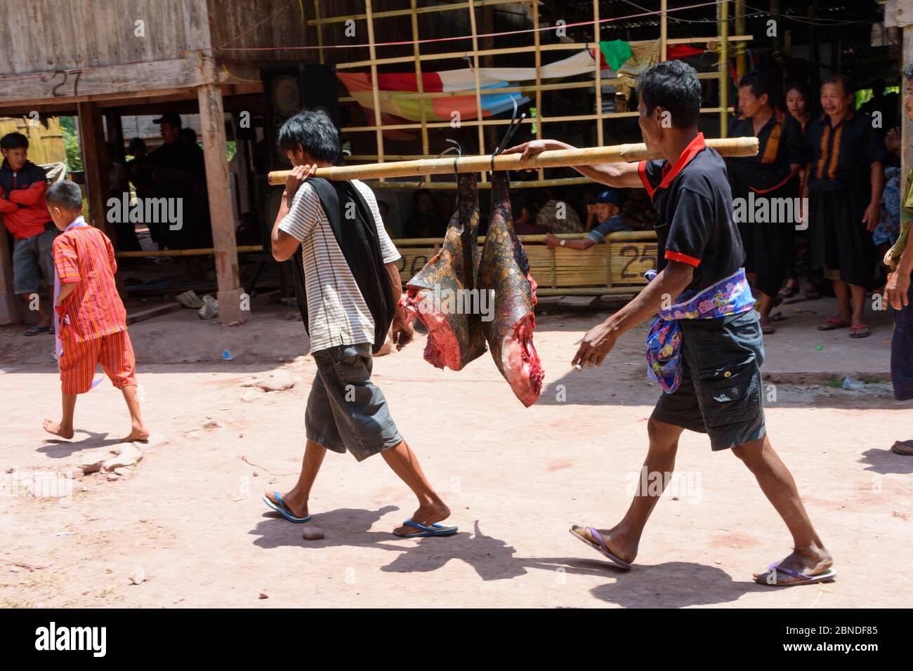 Carrying a pig hi-res stock photography and images - Alamy