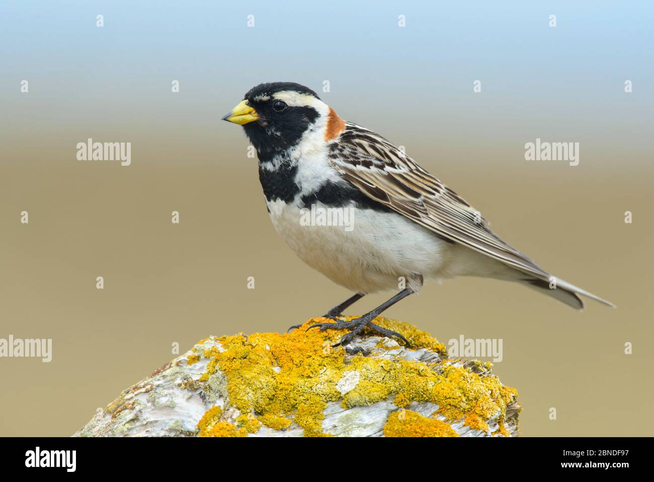 Lapland longspur (Calcarius lapponicus) male in breeding plumage ...