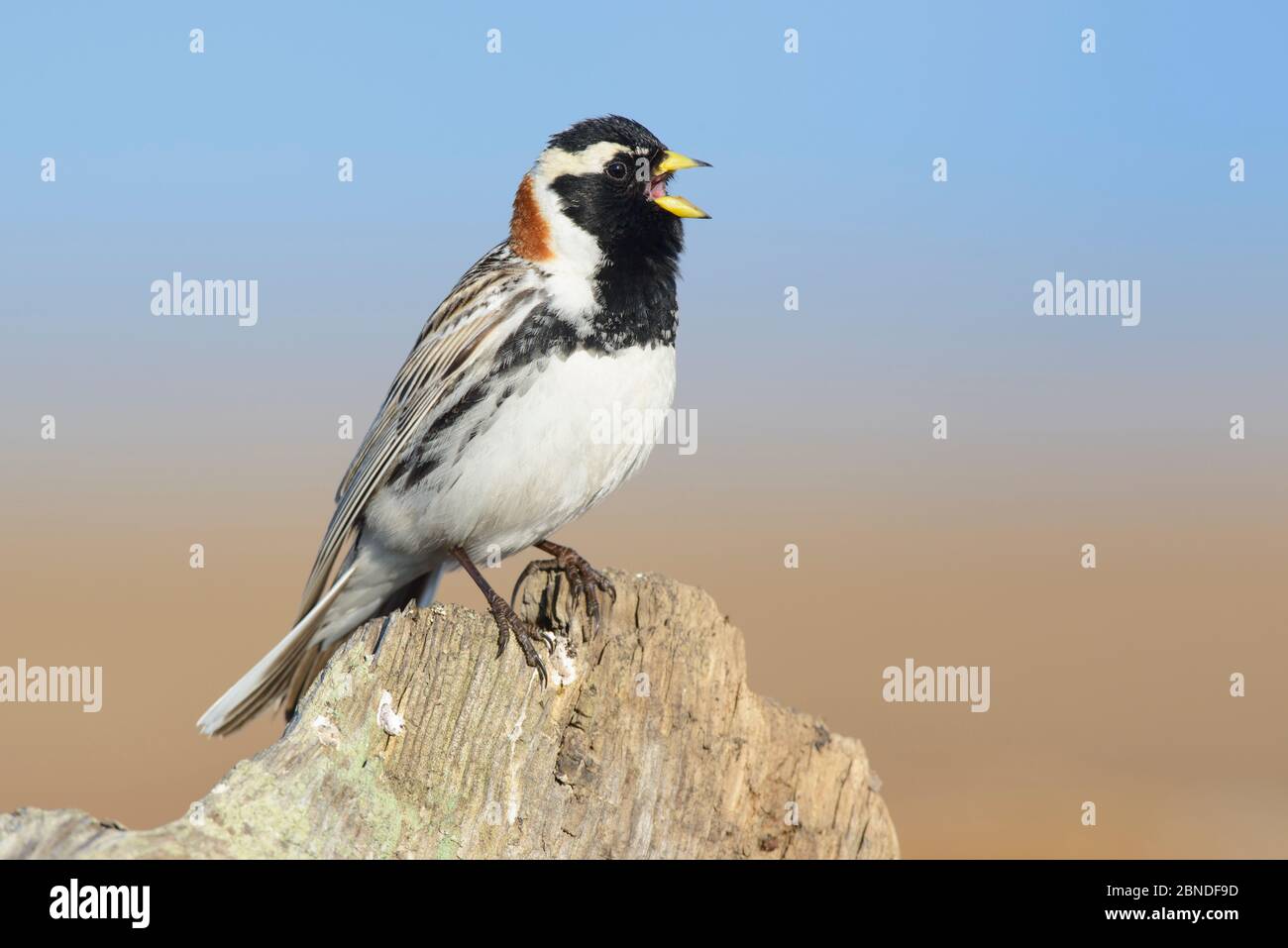 Lapland longspur (Calcarius lapponicus) male in breeding plumage ...