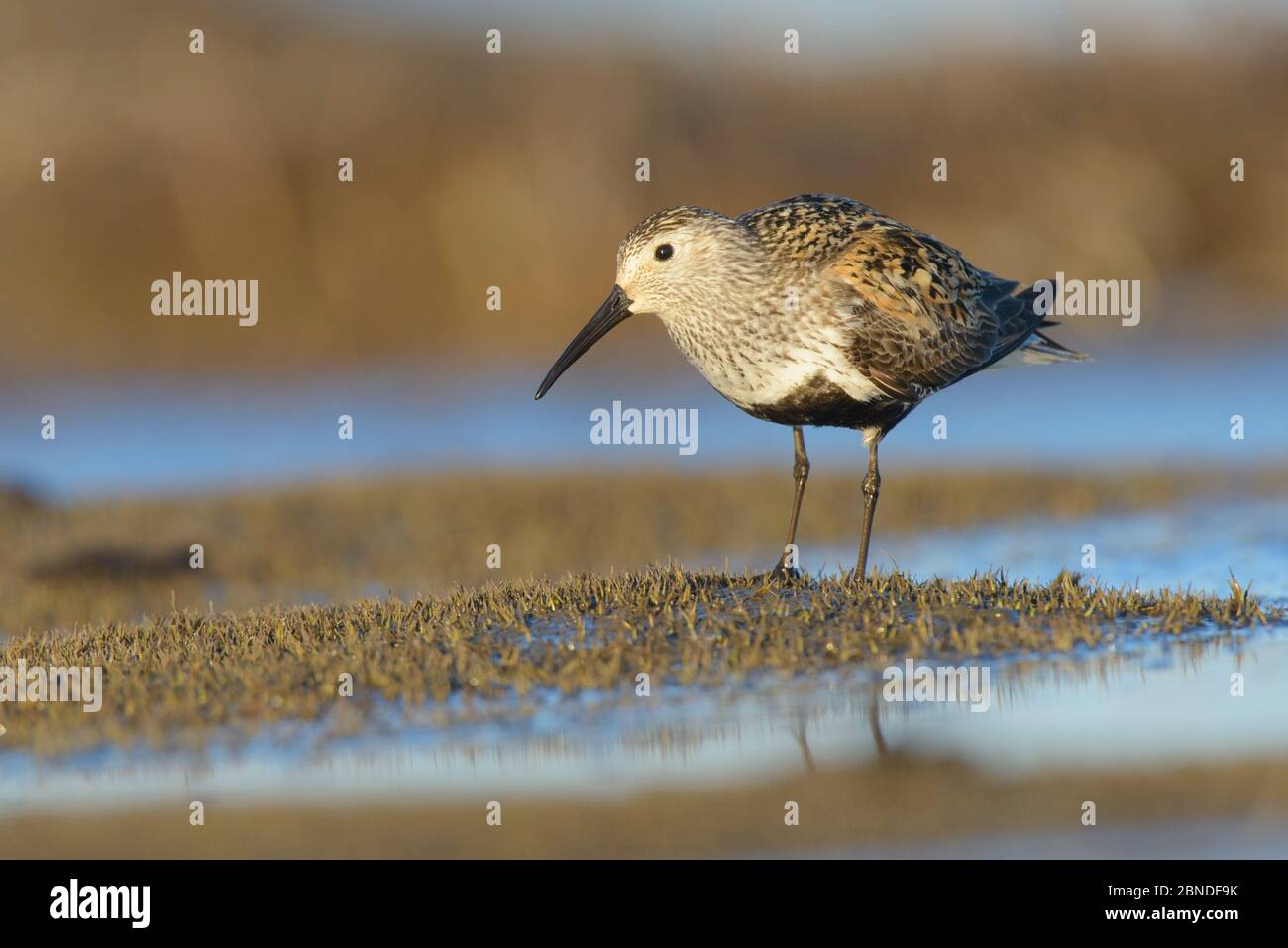 Dunlin (Calidris alpina) in breeding plumage on the tundra. Yukon Delta ...