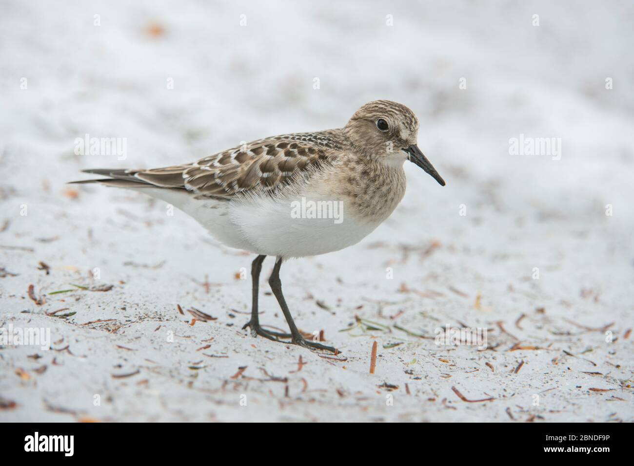 Juvenile Baird's sandpiper (Calidris bairdii) feeding on ice worms on ...