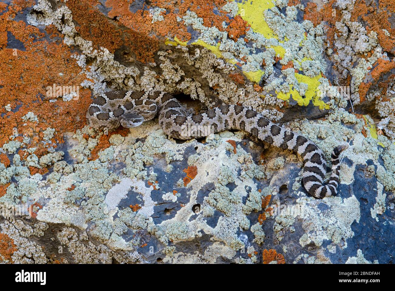Juvenile Western rattlesnake (Crotalus viridis oreganus) Grant County ...