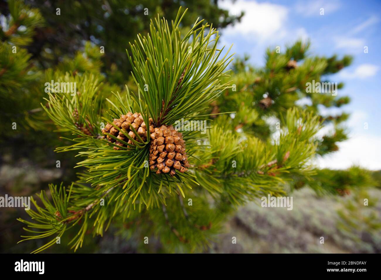 Tamarack pine hi-res stock photography and images - Alamy