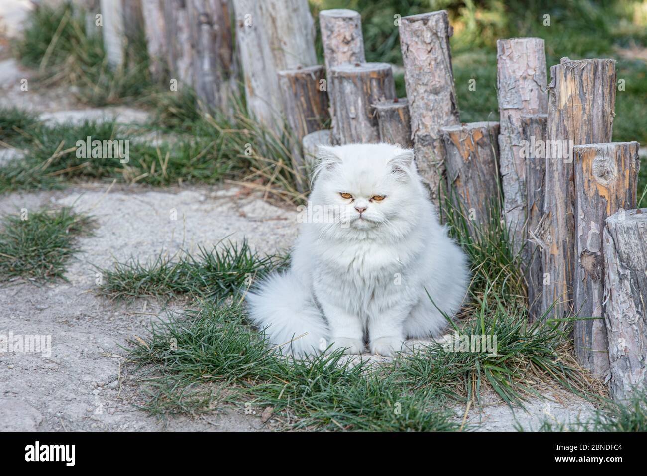 Persian is a cat native to the Persian or Iranian cats were fed in ...