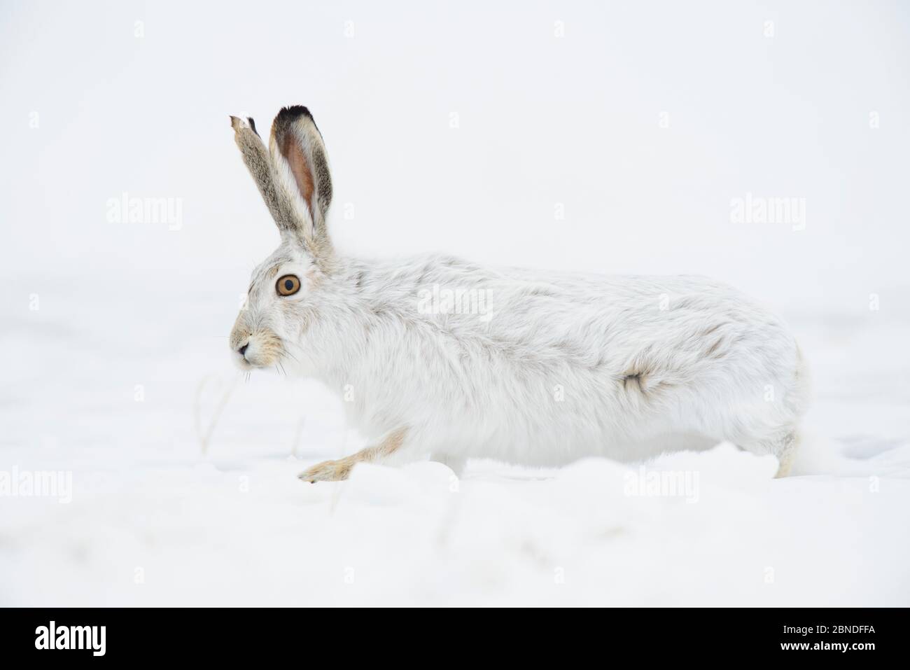 White-tailed jackrabbit (Lepus townsendii) camouflaged in its winter ...