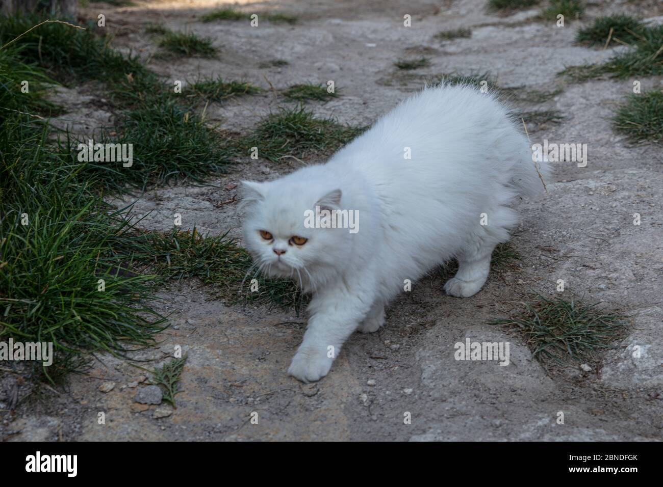 Persian is a cat native to the Persian or Iranian cats were fed in ...