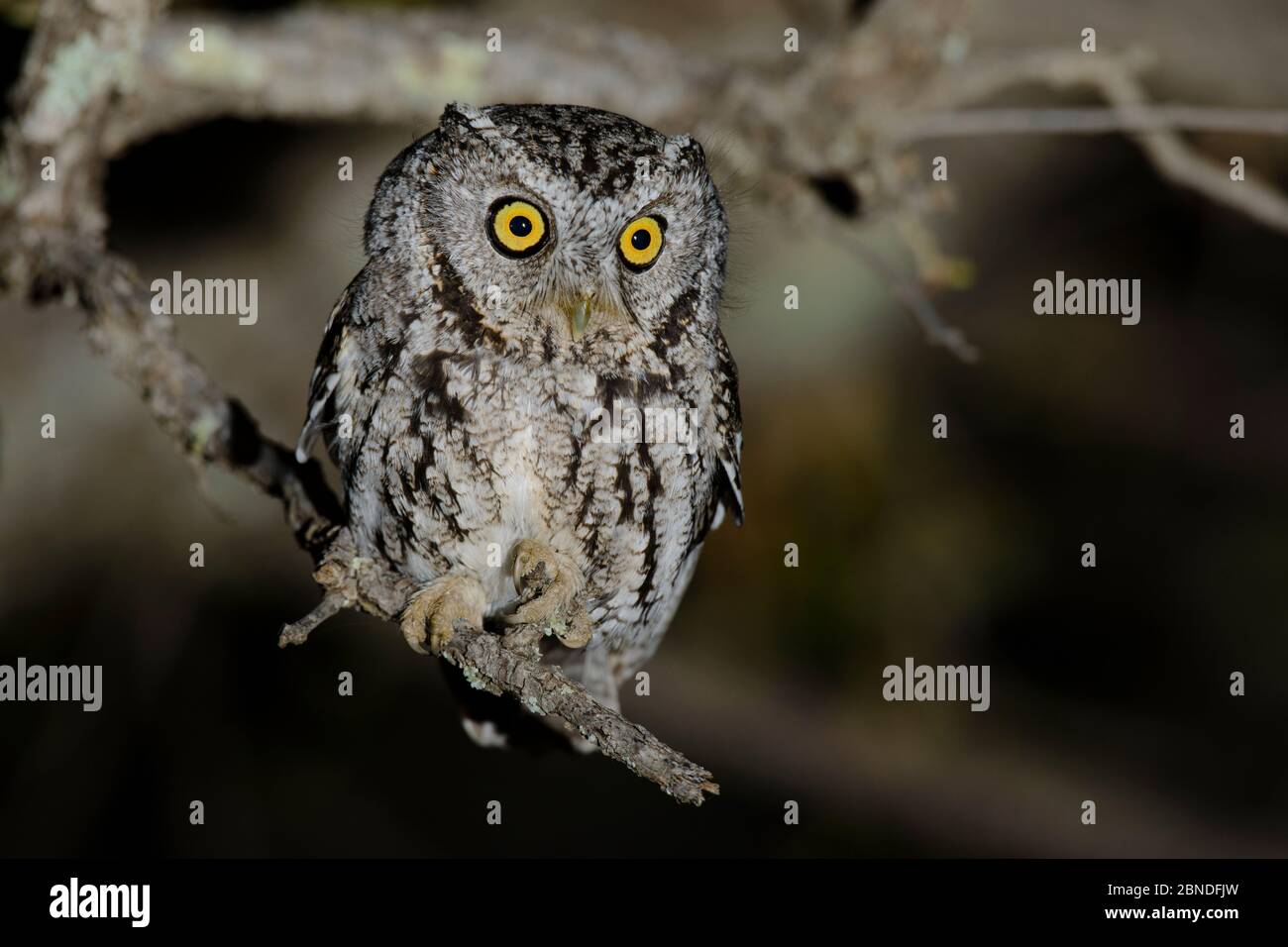 Whiskered screech owl hi-res stock photography and images - Alamy