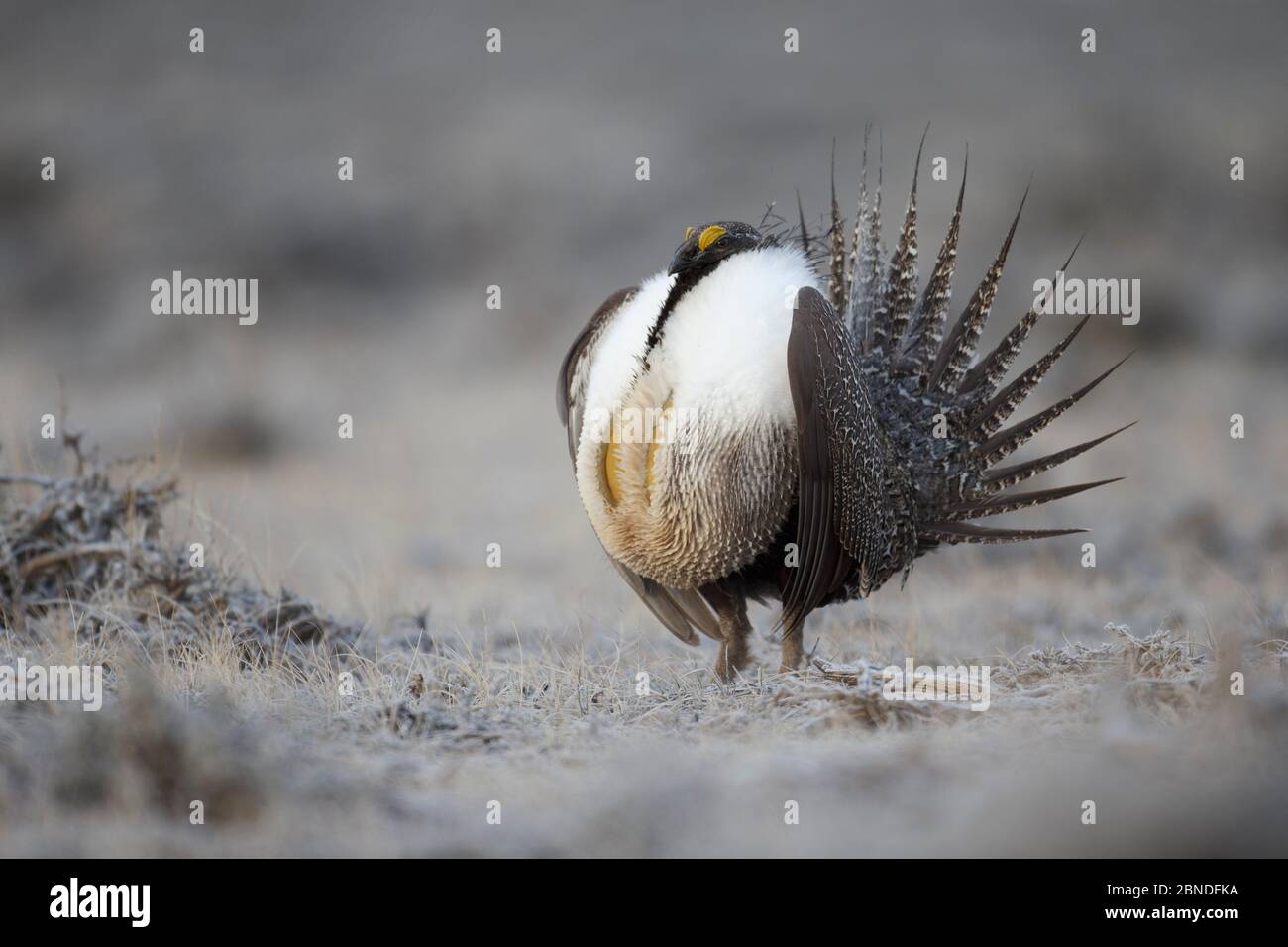 Greater sage grouse wyoming hi-res stock photography and images - Alamy