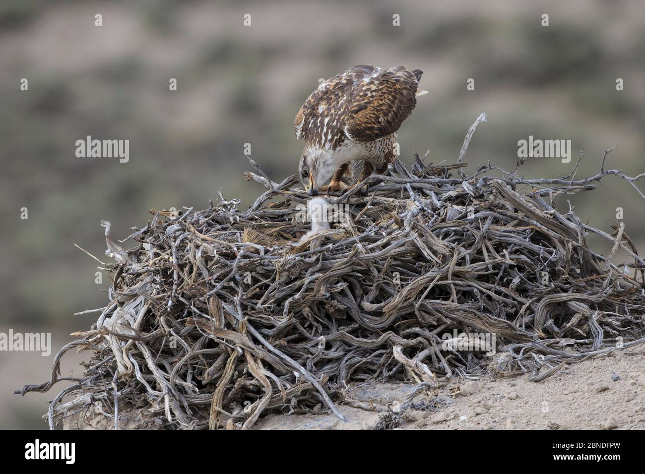 Rough leg hawk hi-res stock photography and images - Alamy