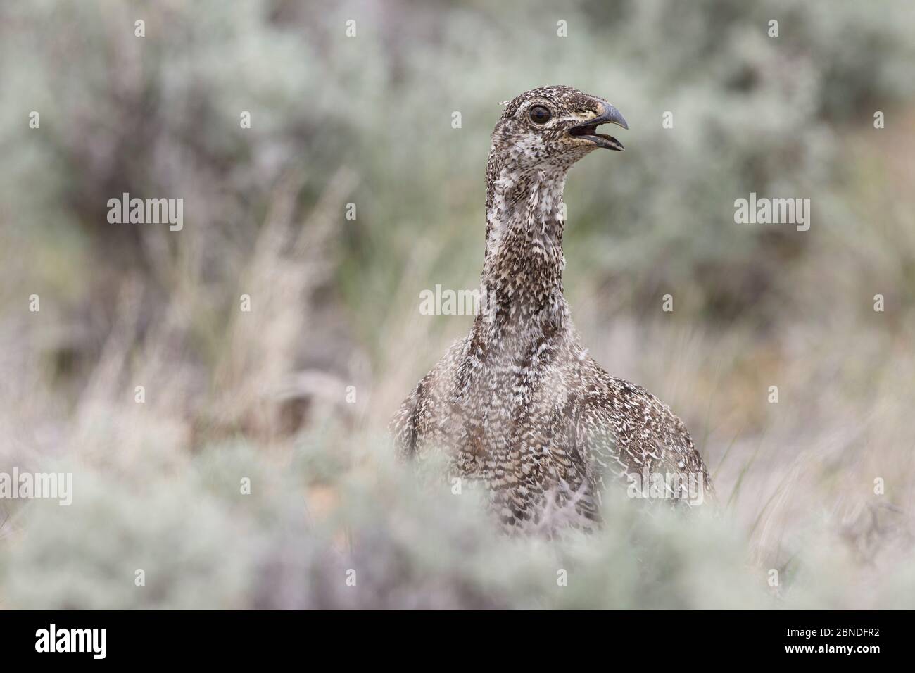 Sage Hen High Resolution Stock Photography and Images - Alamy