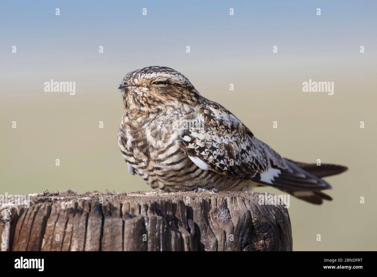 Common nighthawk (Chordeiles minor) female roosting on a fence post ...
