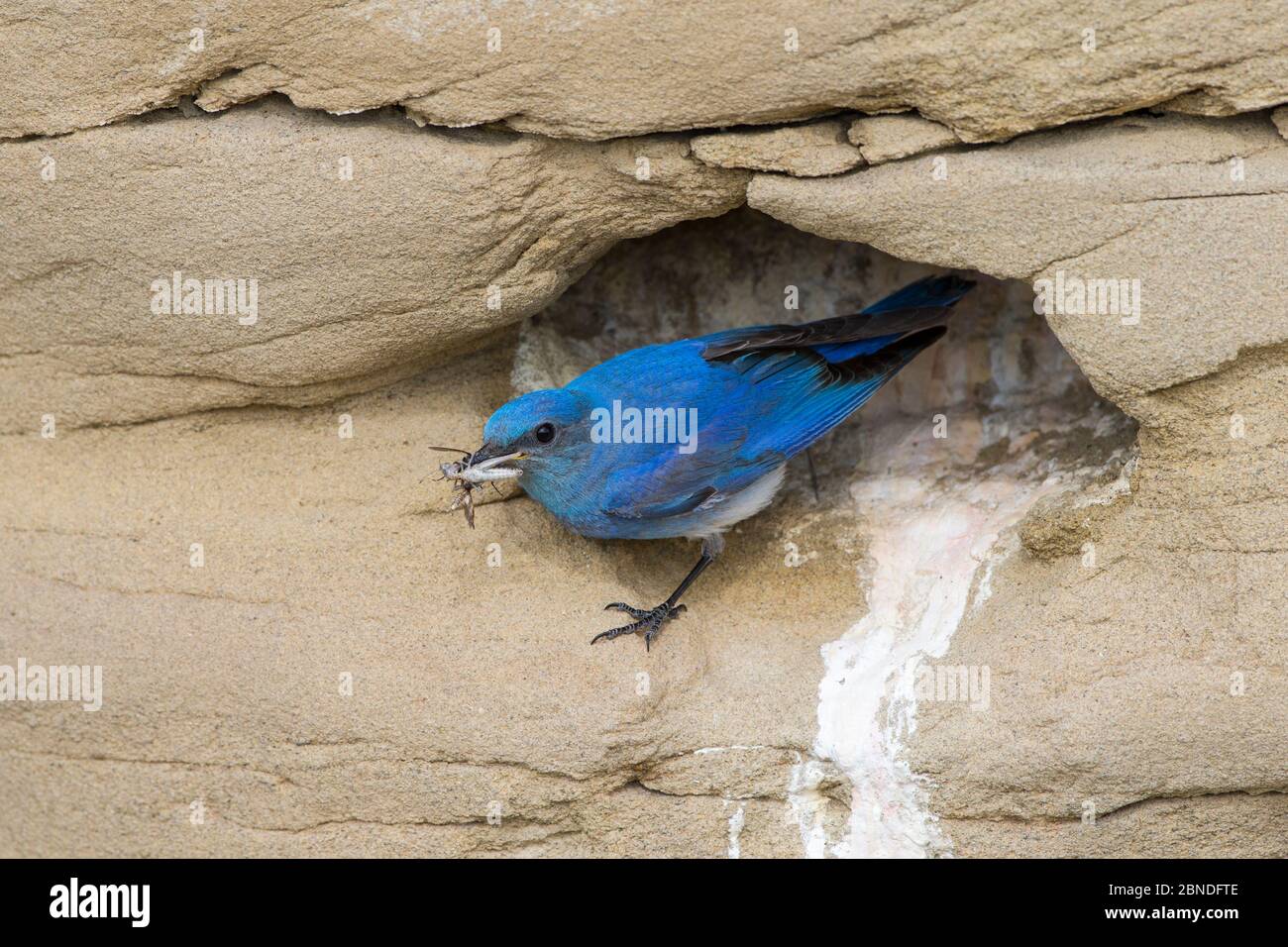 Mountain bluebird (Sialia currucoides) at nest cavity with prey ...