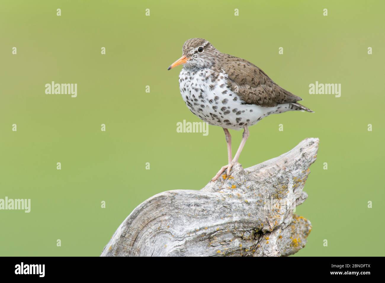 Spotted sandpiper (Actitis macularius) in breeding plumage. Okanogan ...