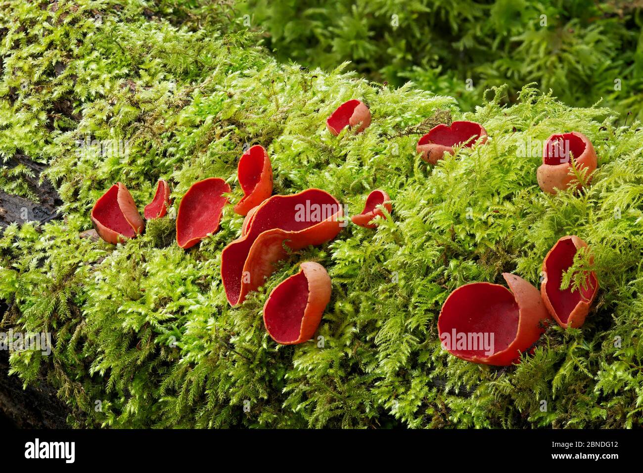 Scarlet elf cup (Sarcoscypha coccinea) Clare Glen, Tandragee, County ...