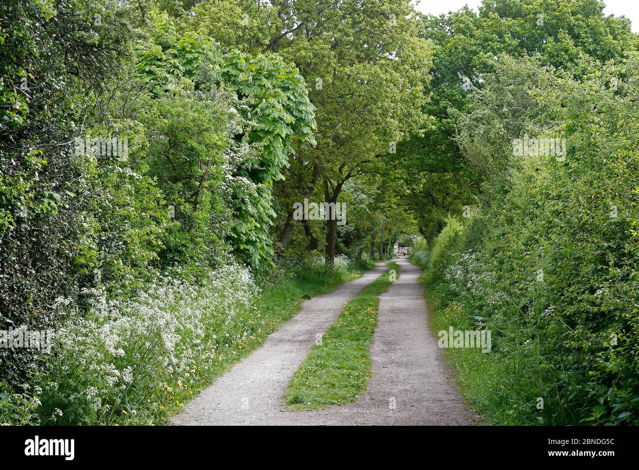 Wirral Way in spring looking east towards Hadlow Road, Willaston ...