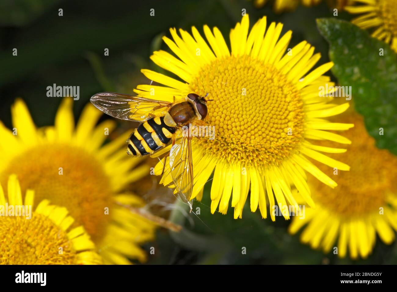 Common hoverfly species hi-res stock photography and images - Alamy