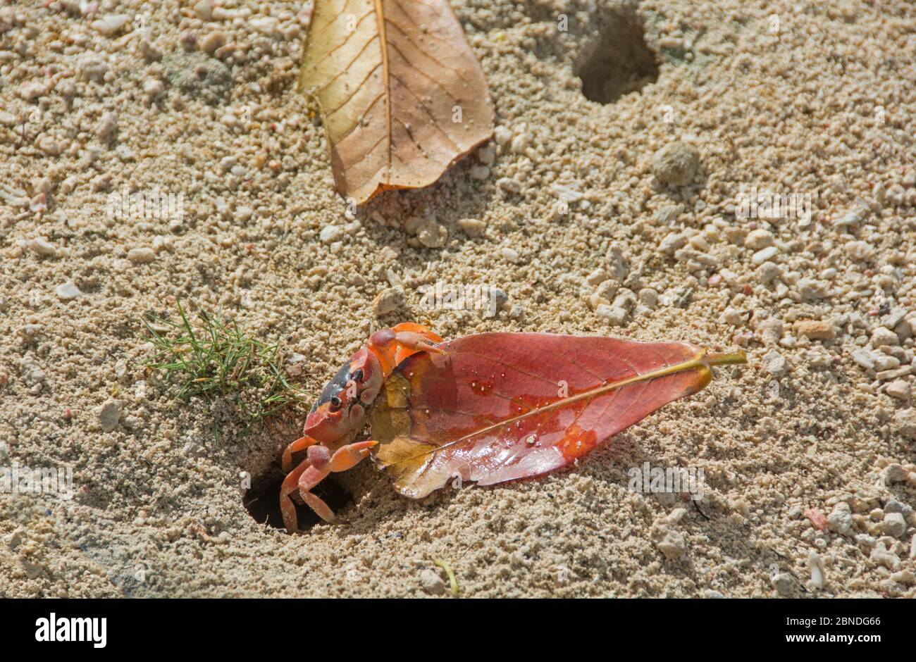 Blackback land crab (Gecarcinus lateralis) dragging leaf into burrow ...