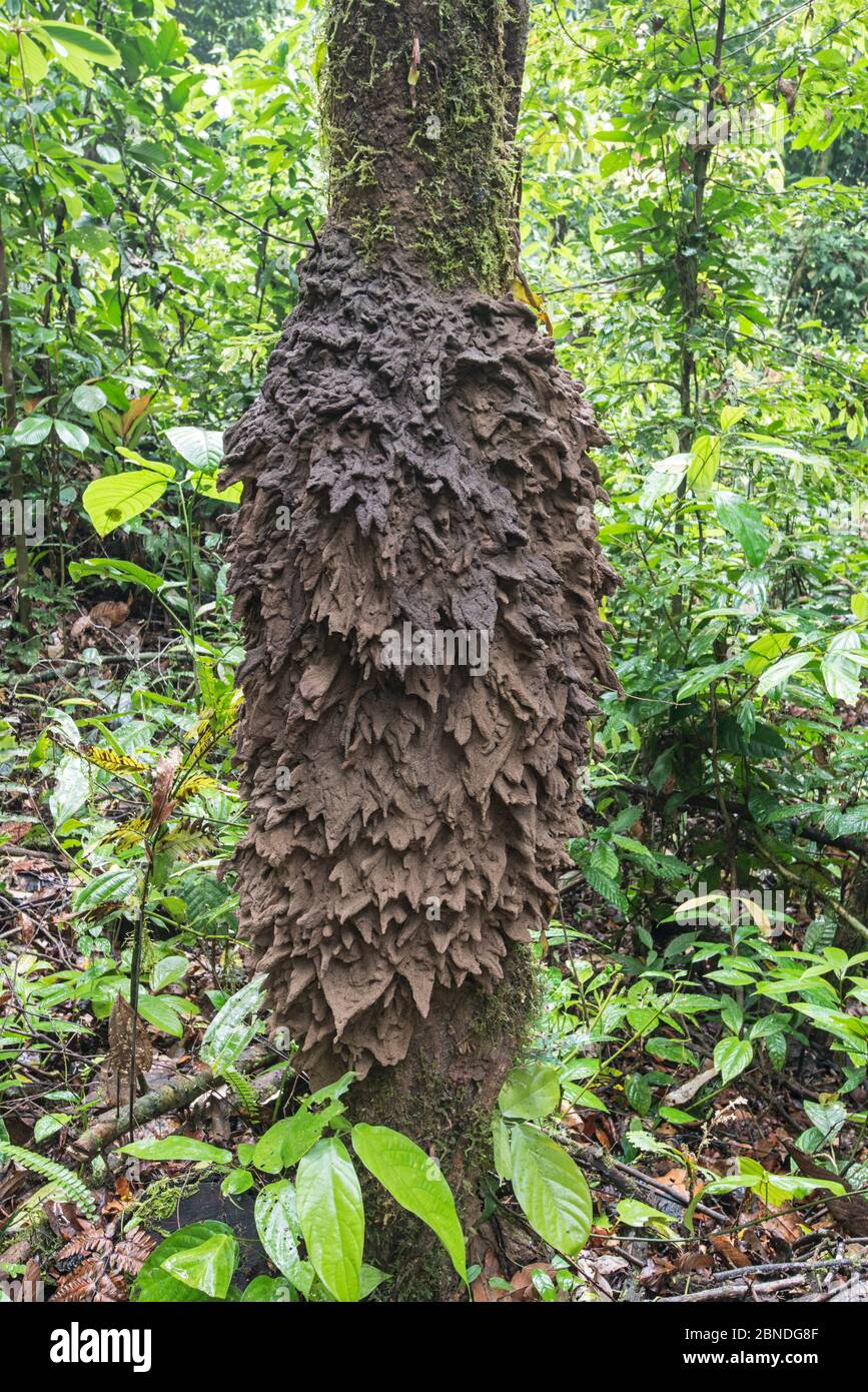 Termite nest on tree Danum Valley, Sabah, Borneo Stock Photo - Alamy