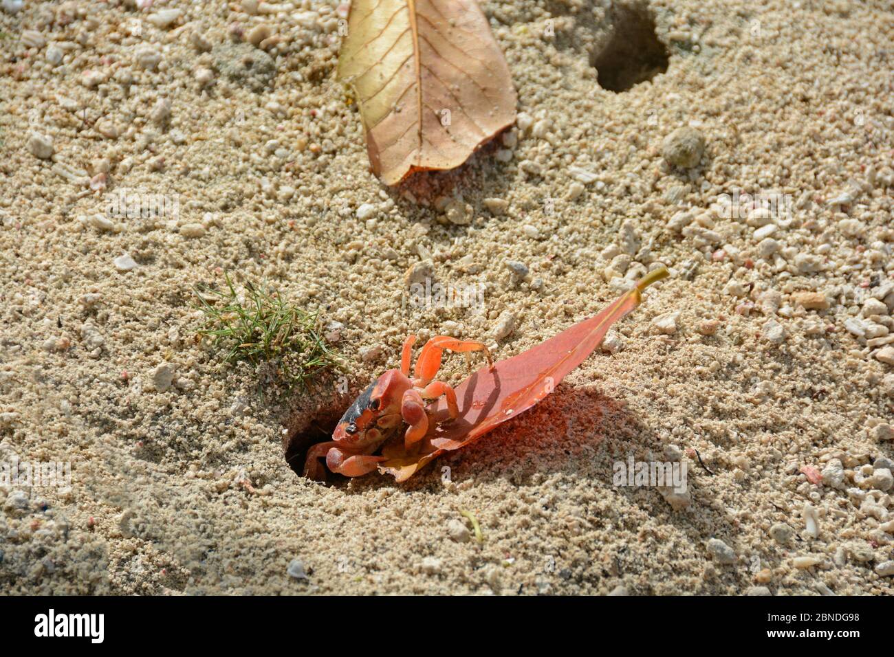 Blackback land crab (Gecarcinus lateralis) dragging leaf into burrow ...