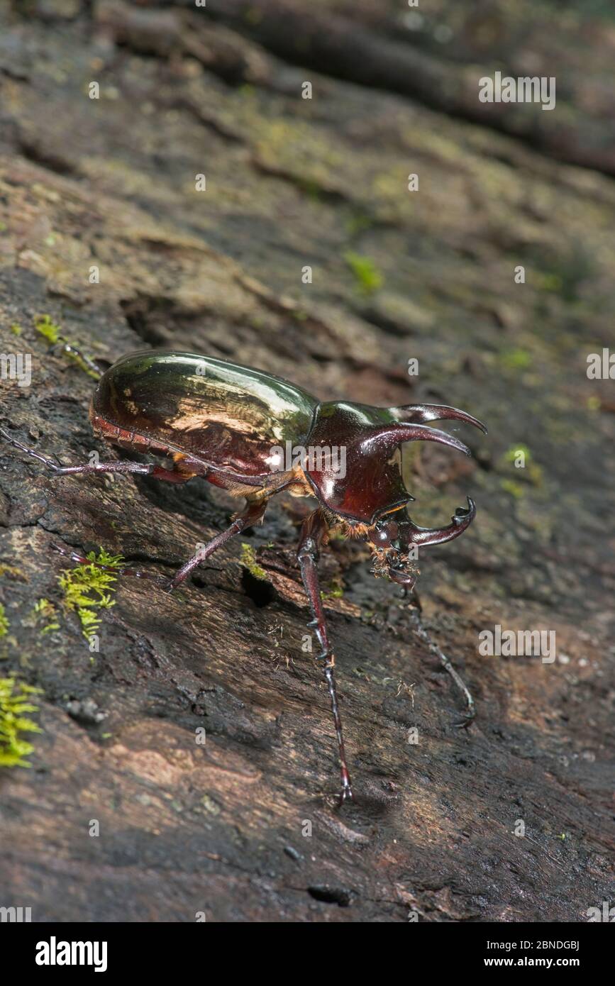 Three-horned rhinoceros beetle (Chalcosoma mollenkampi) Sabah, Borneo ...