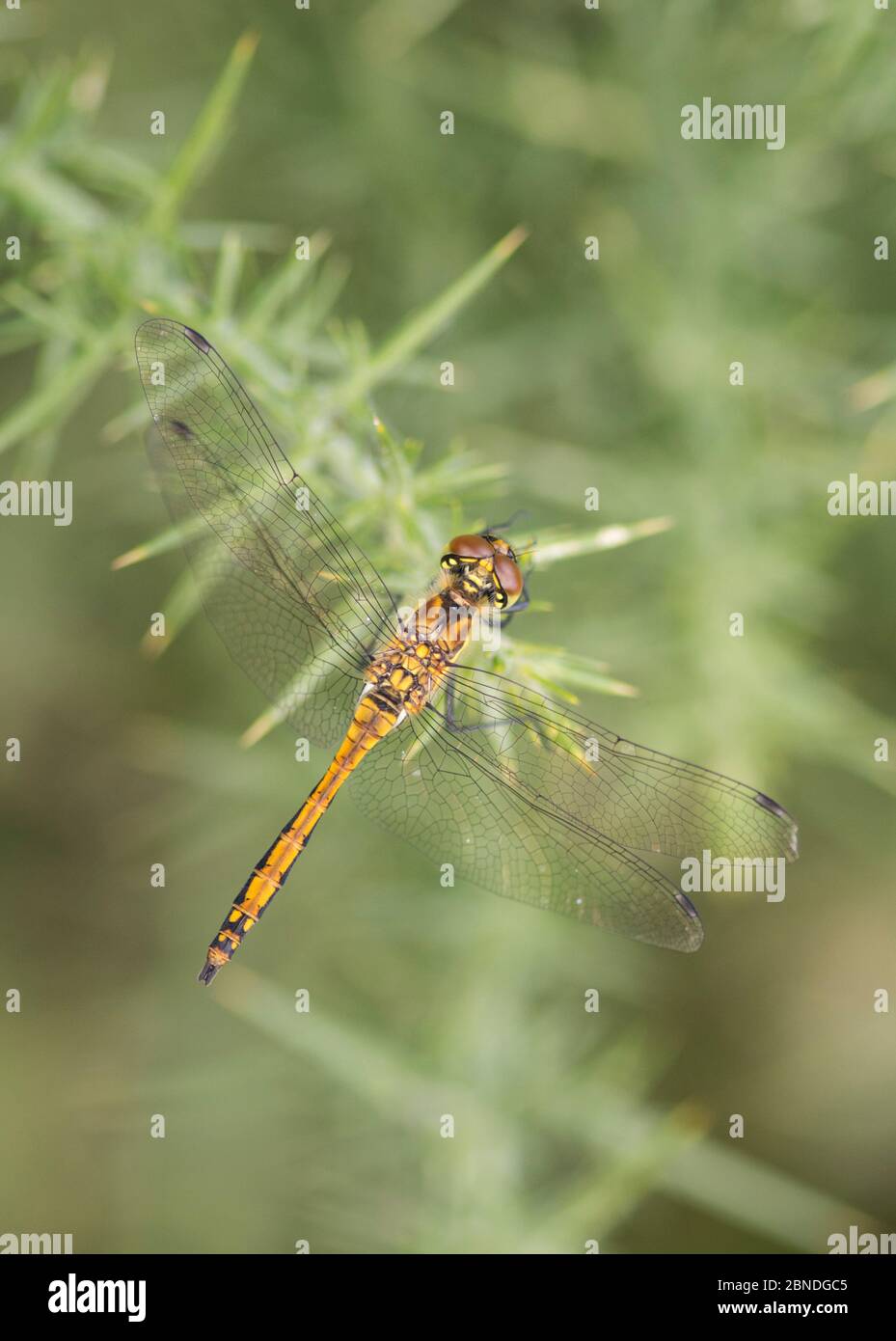 Common darter dragonfly (Sympetrum striolatum) female. Surrey, England ...