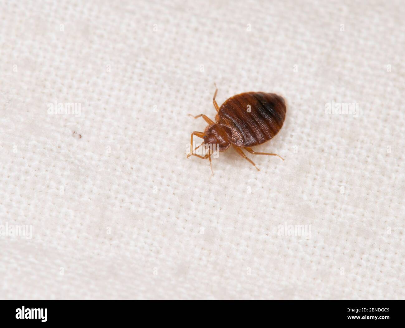 Bed Bug (Cimex lectularius Stock Photo - Alamy