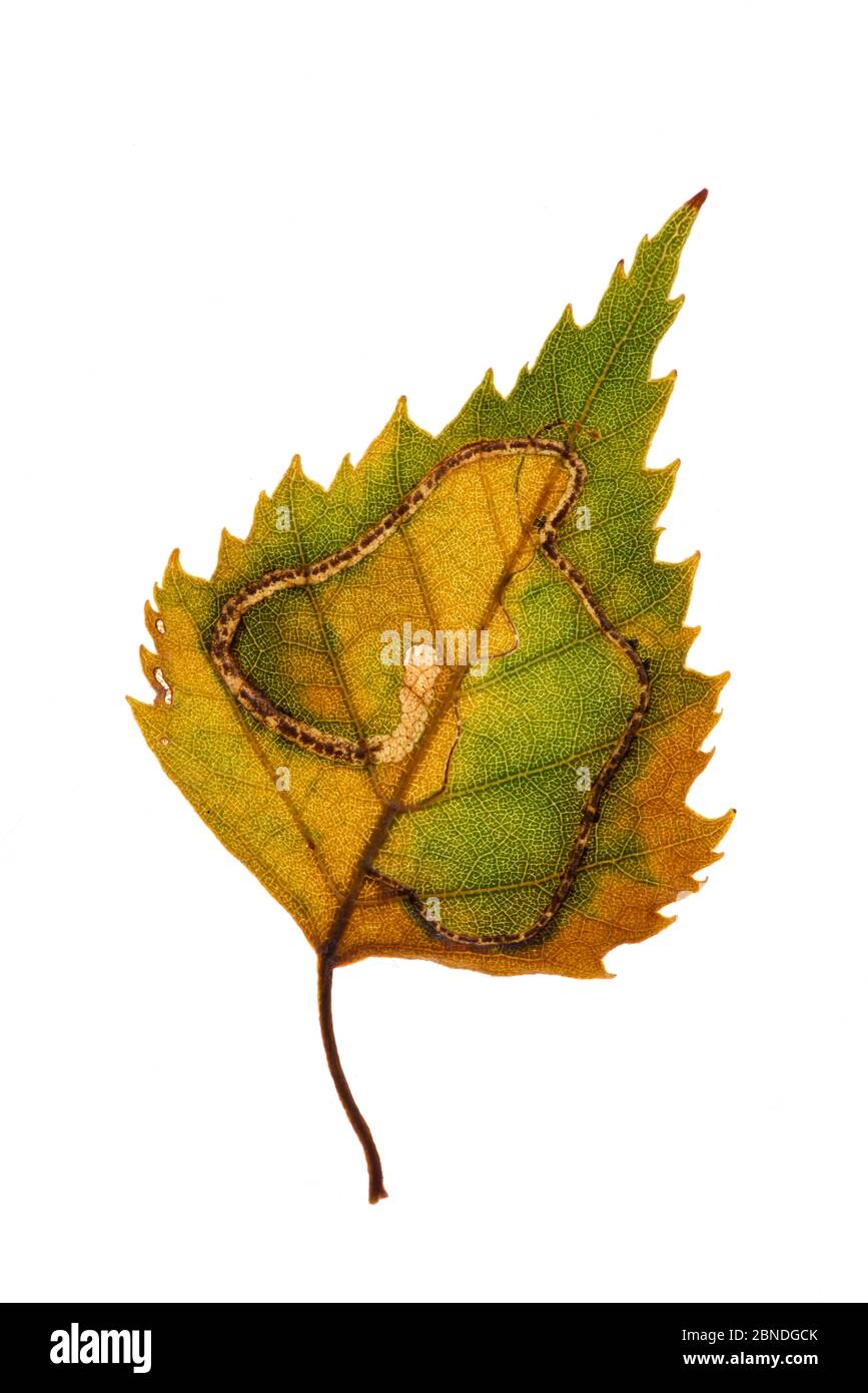 Common birch pygmy moth (Stigmella betulicola) mine in Silver Birch ...