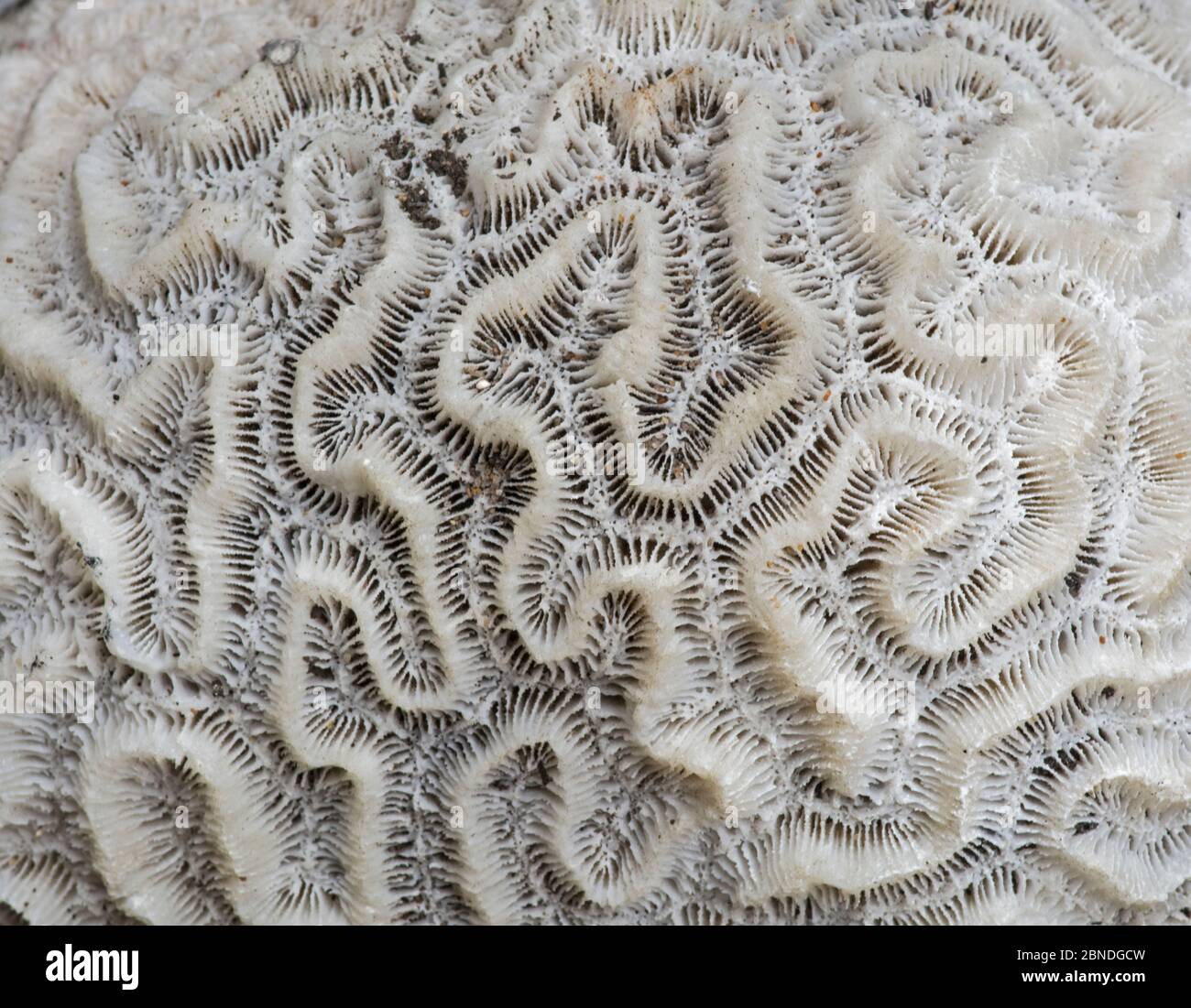 Brain Coral Texture