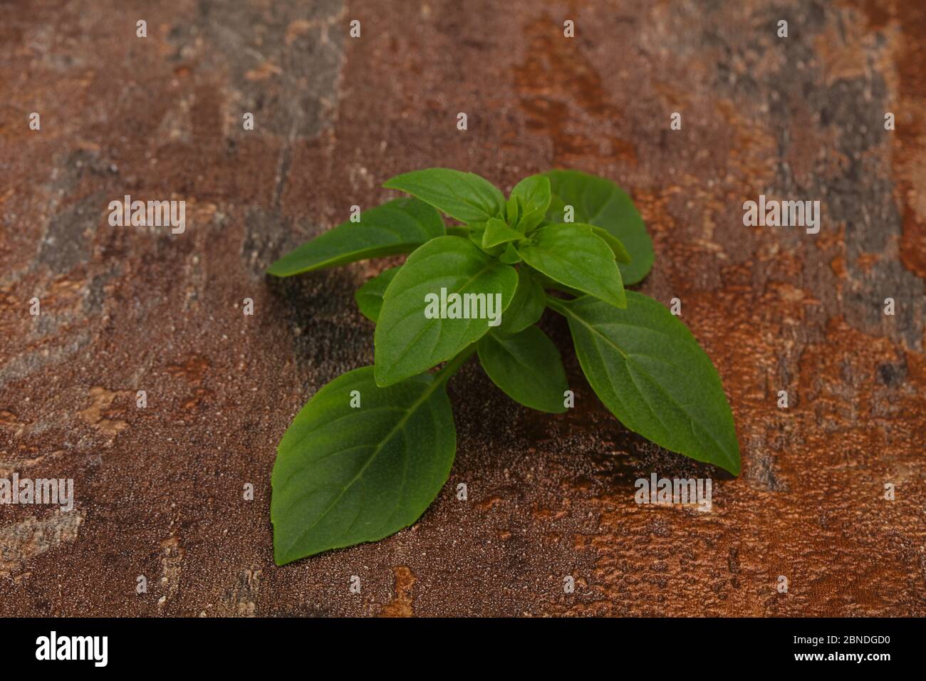 Fresh green Basil leaves - herb for cooking Stock Photo - Alamy