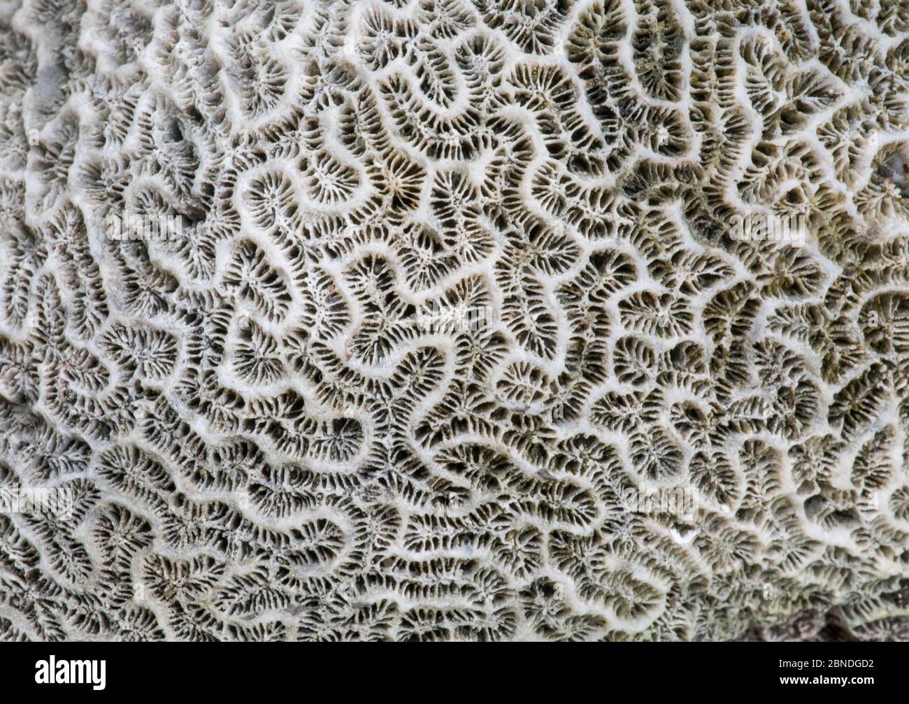 Fossilised Grooved brain coral (Diploria labyrinthiformis). Barbados ...
