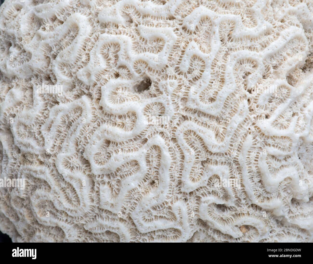 Fossilised Grooved brain coral (Diploria labyrinthiformis). Barbados ...