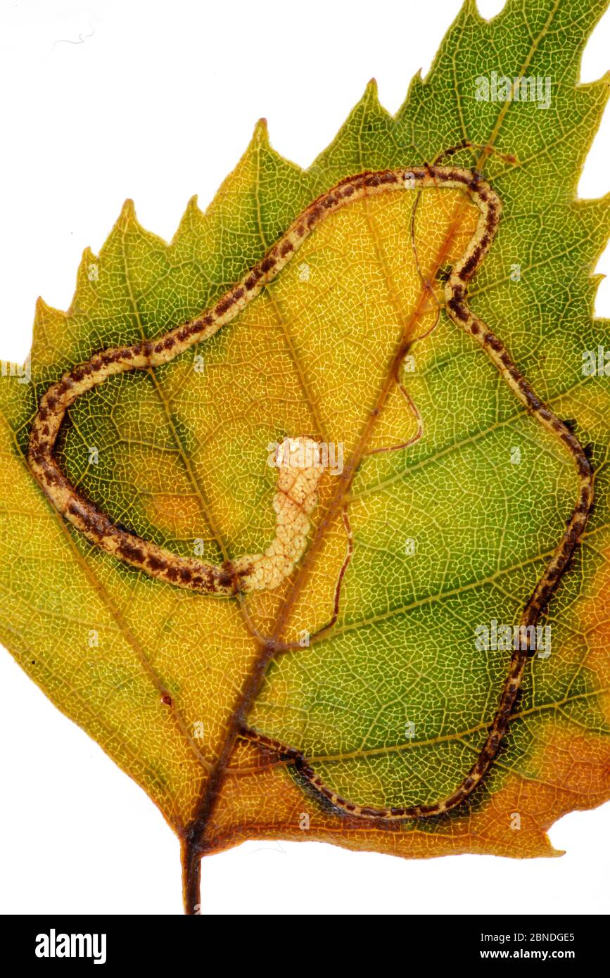 Common birch pygmy moth (Stigmella betulicola) larva mine in Silver ...