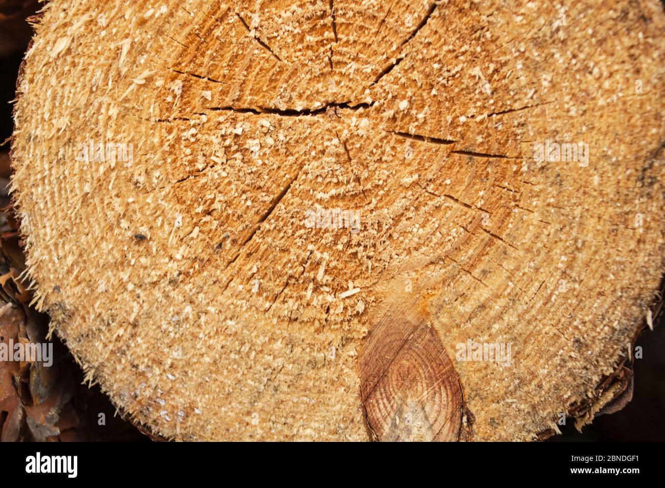 Cut of a pine log irregular shape with texture, ring, cracks, and knots ...