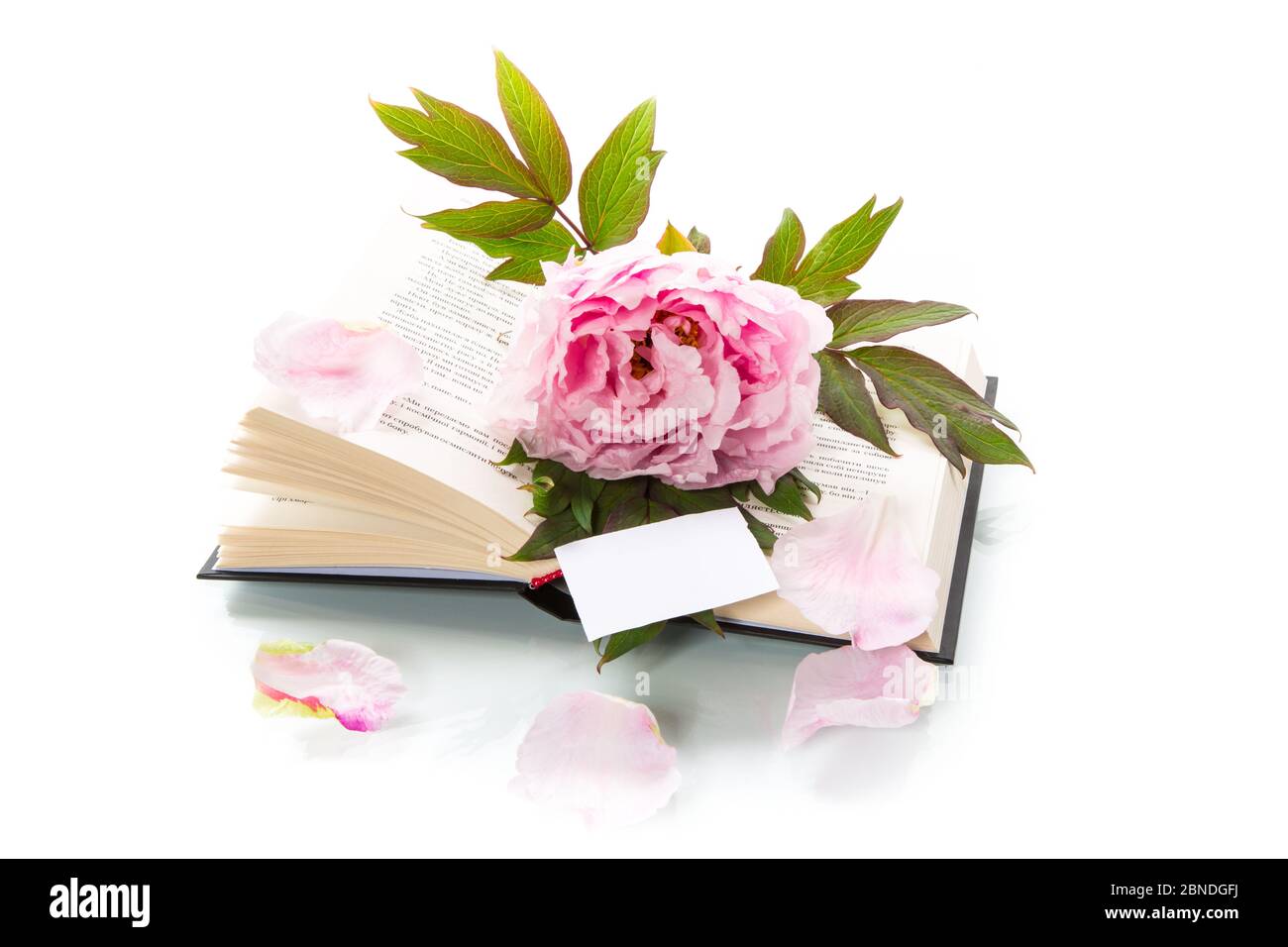 peony pink beautiful flower, book, empty card Stock Photo - Alamy