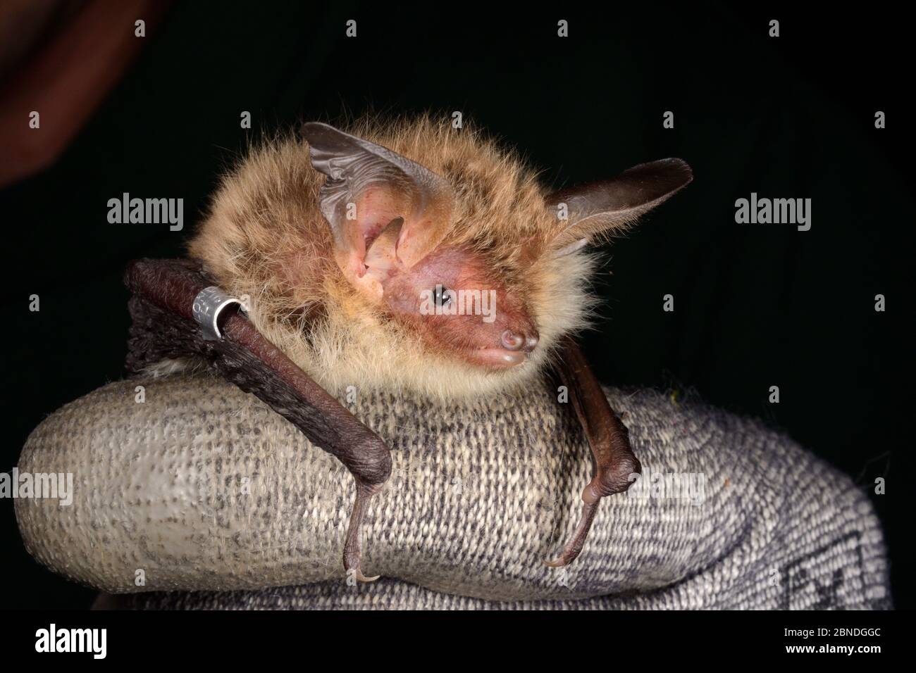 Ringed Bechstein's bat (Myotis bechsteinii), a rare, endangered species ...