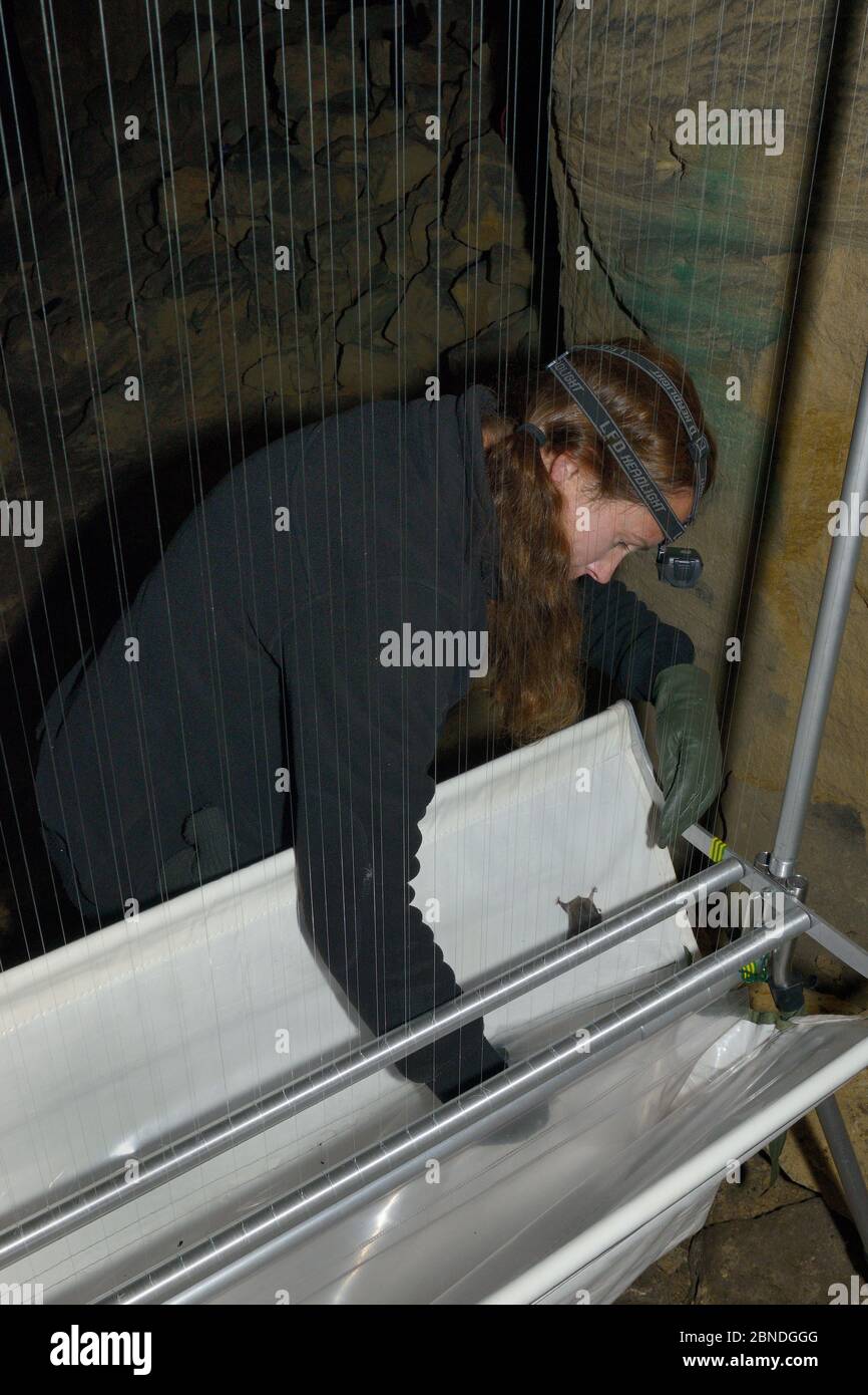 Wiltshire Bat Group member retrieving a bat from the collecting trough ...