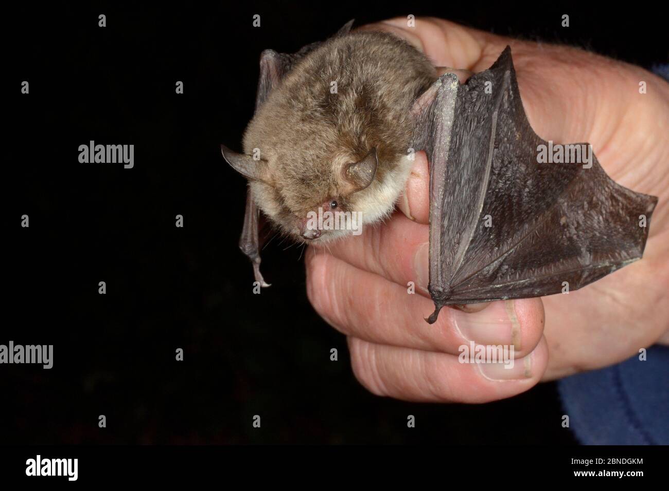 Natterer's bat (Myotis nattereri) held with wings spread during an ...