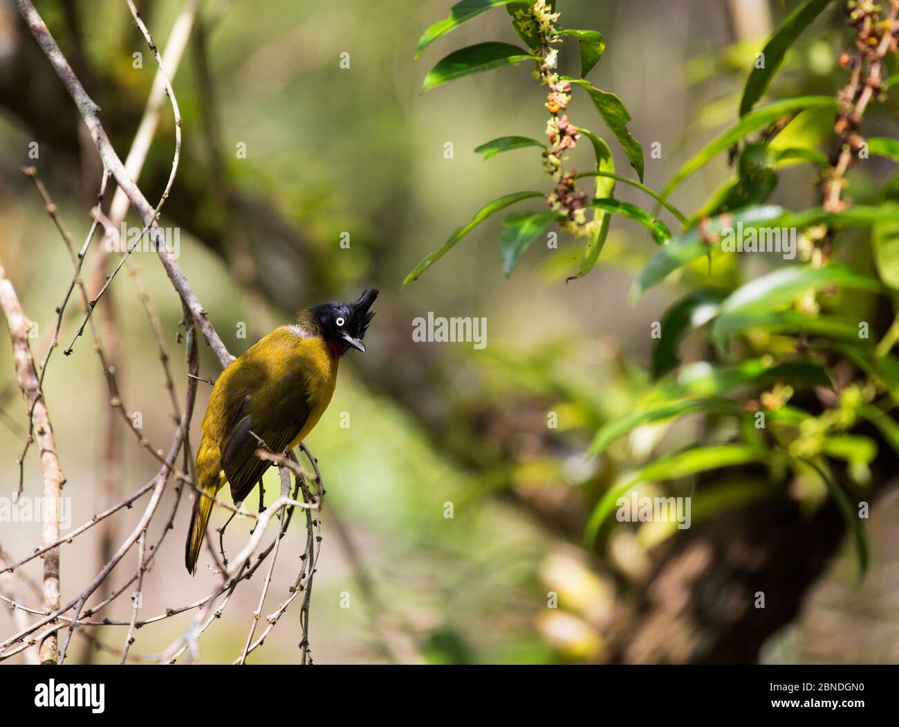 Black-crested bulbul (Pycnonotus melanicterus), Khao Yai National Park ...