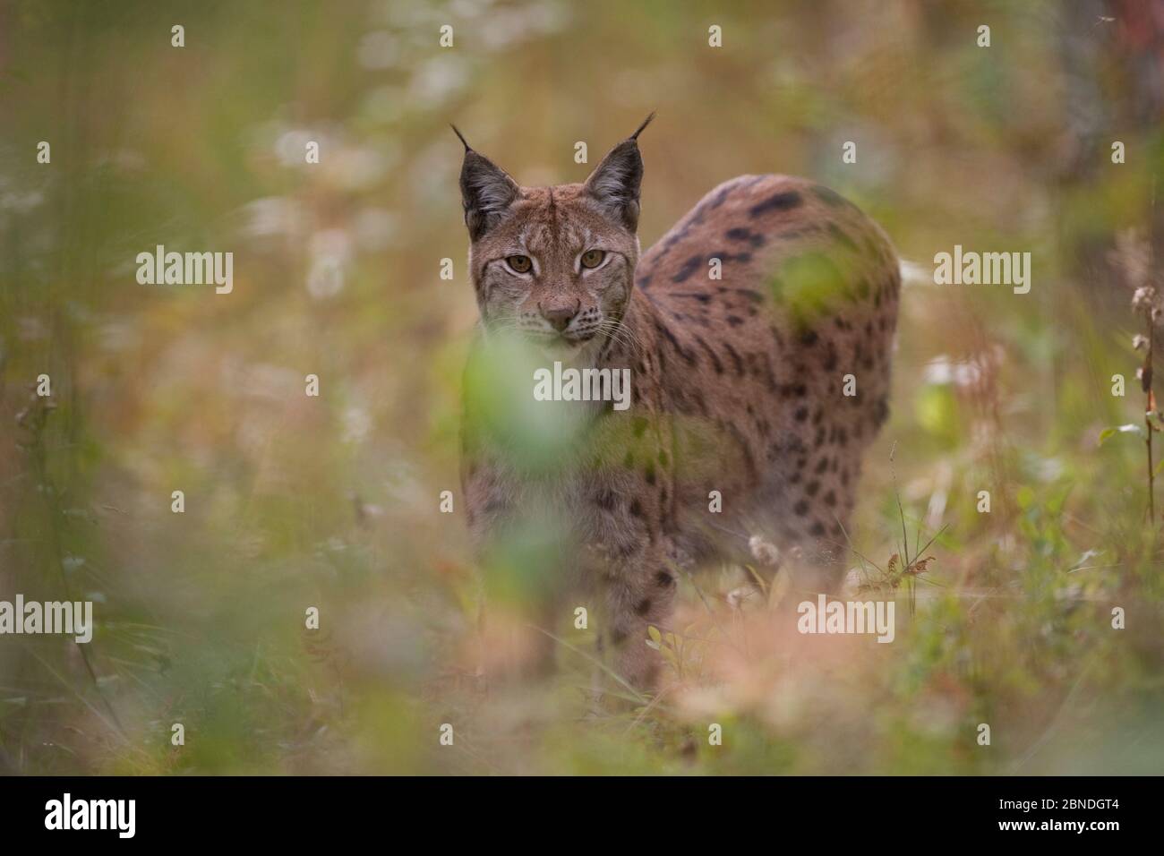 Eurasian lynx (Lynx lynx) in autumnal boreal forest, captive. Norway ...