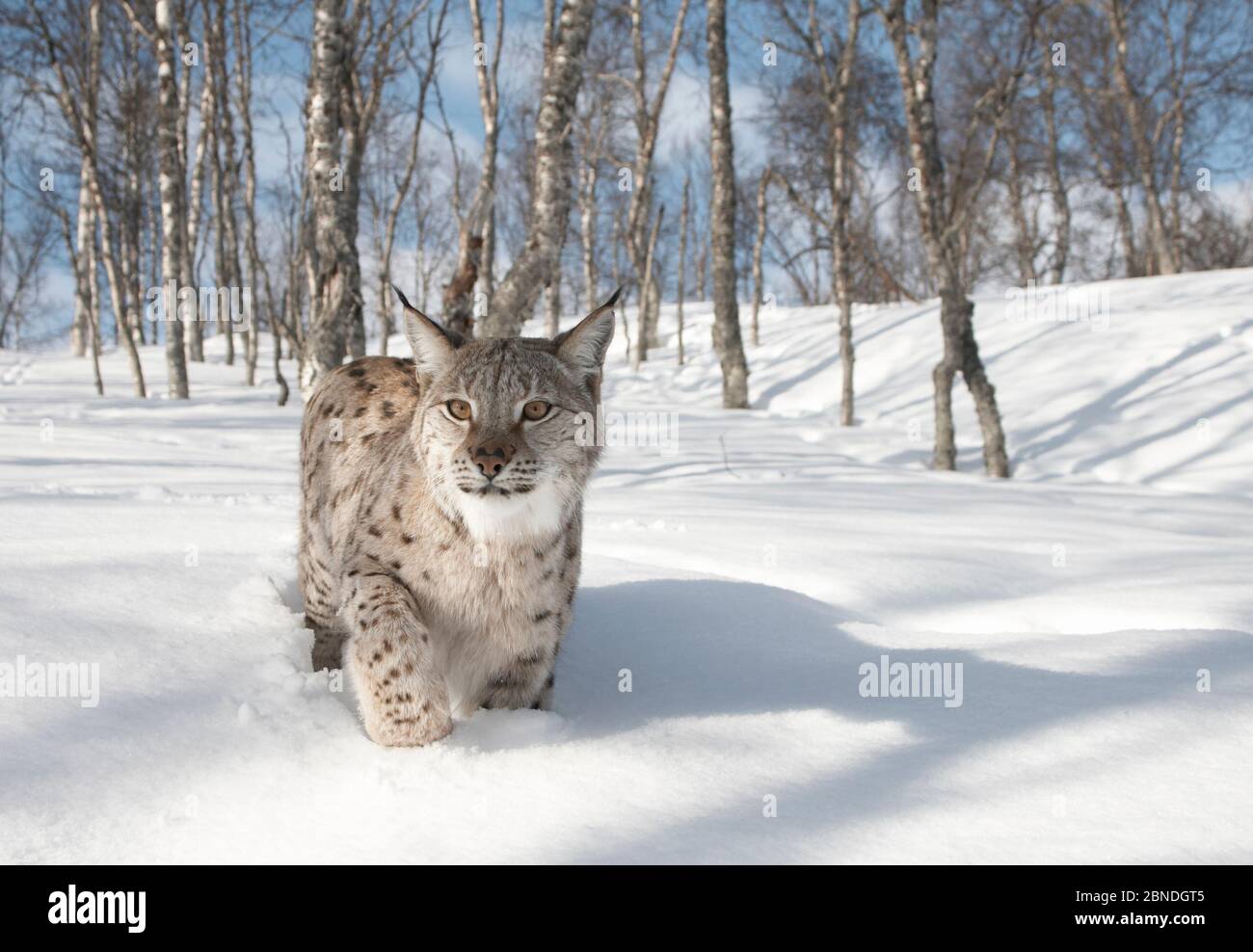 European Lynx (Lynx lynx) adult female walking through deep snow in ...