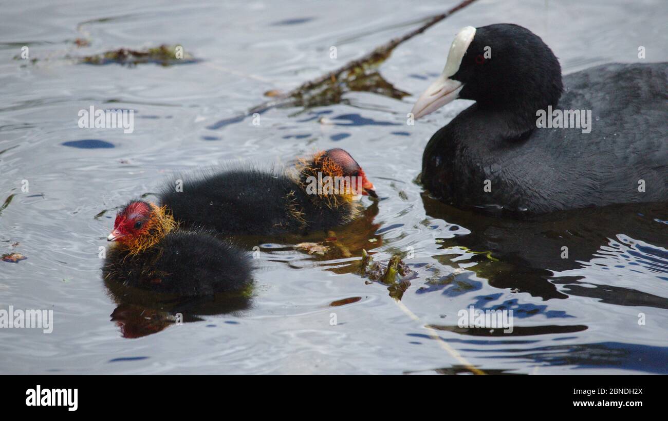 Coots and baby coots Stock Photo - Alamy