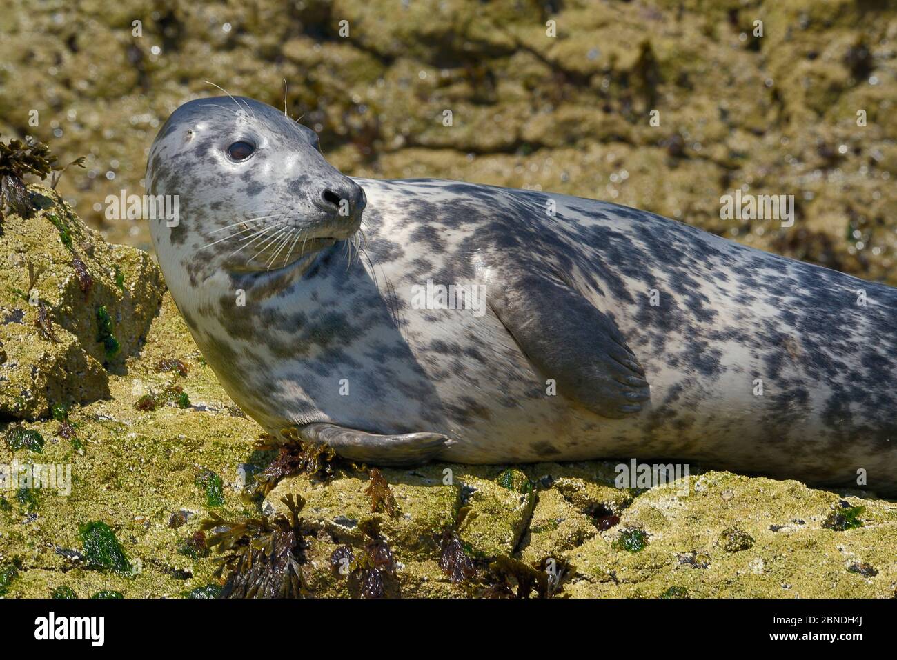 Grey seal cornwall hi-res stock photography and images - Alamy