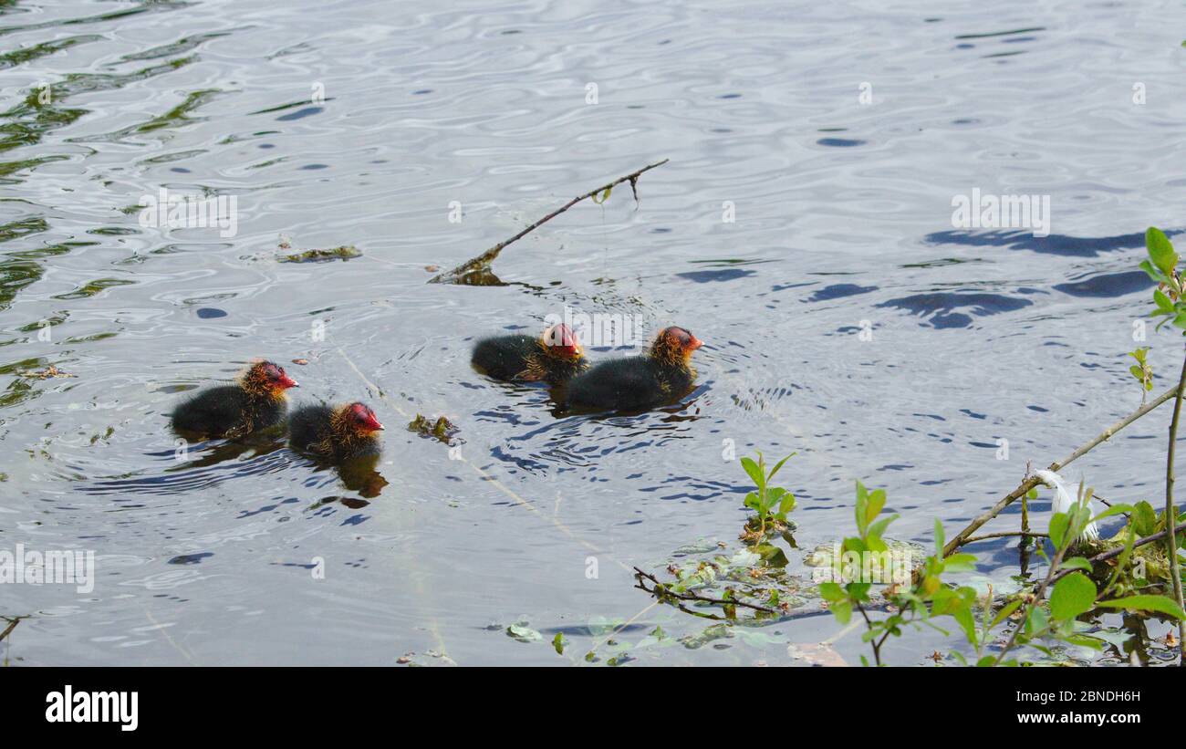 Coots and baby coots Stock Photo - Alamy